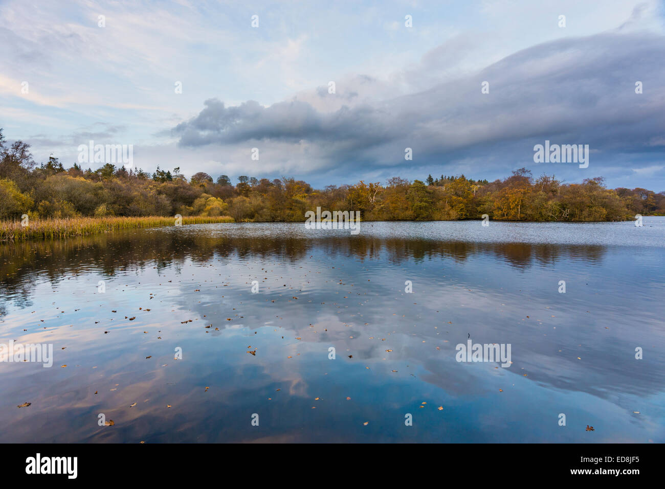 Bolam Lake (Northumberland, England) reflects evening clouds split by ...