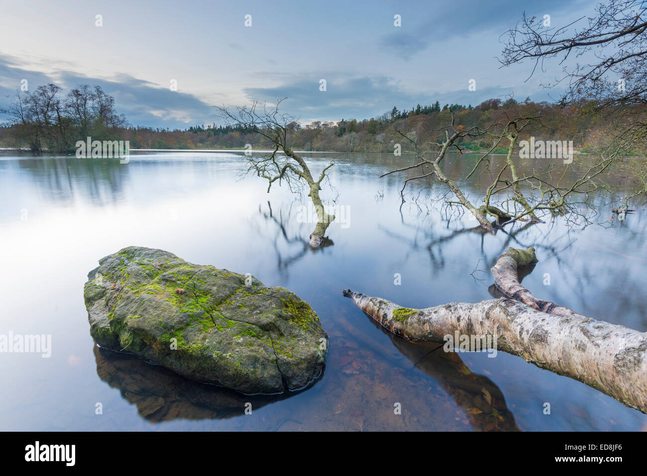 Dead tree fallen lake hi-res stock photography and images - Alamy