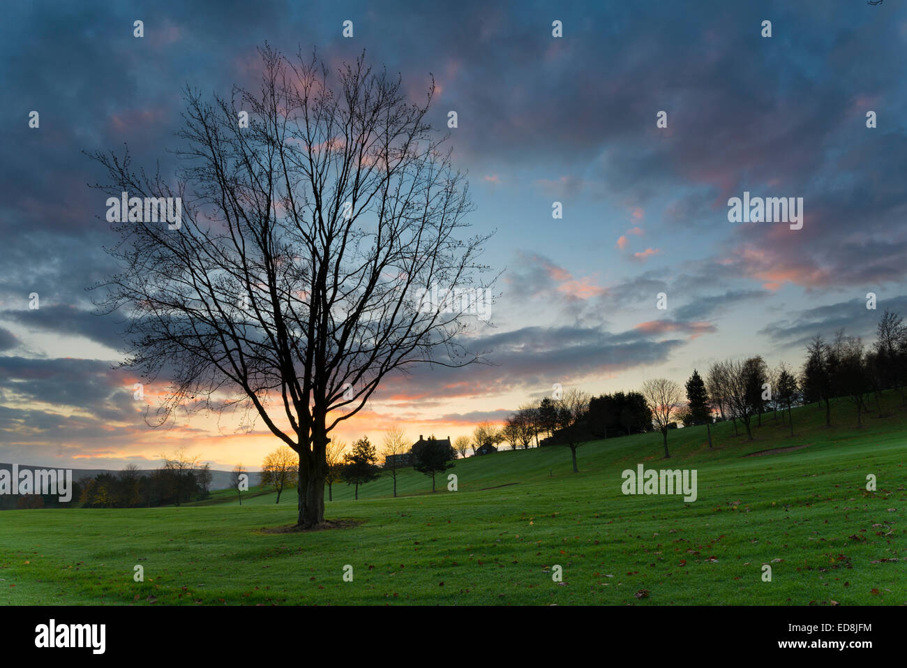 Evening tree silhouette Stock Photo - Alamy