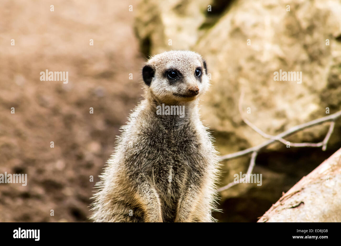 Adult Meerkat (Suricata suricatta), standing on alert. Close up picture ...