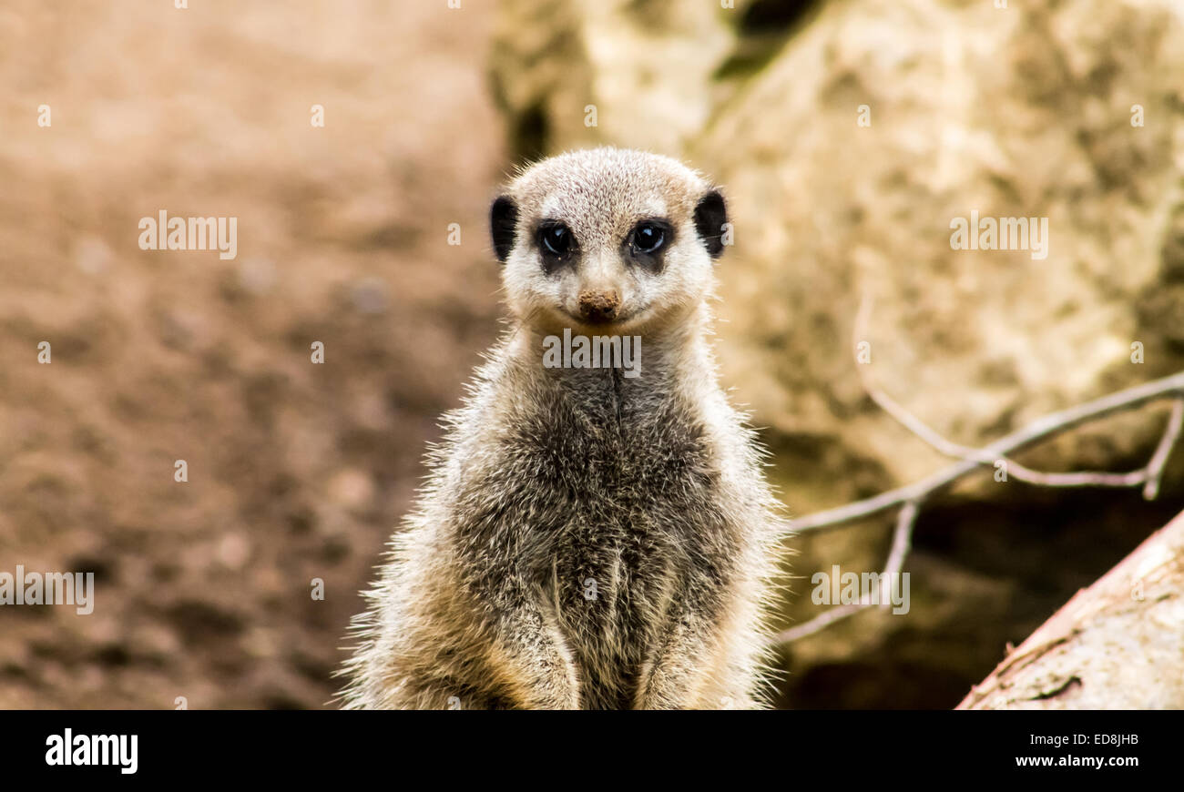 Adult Meerkat (Suricata suricatta), standing on alert. Close up picture ...