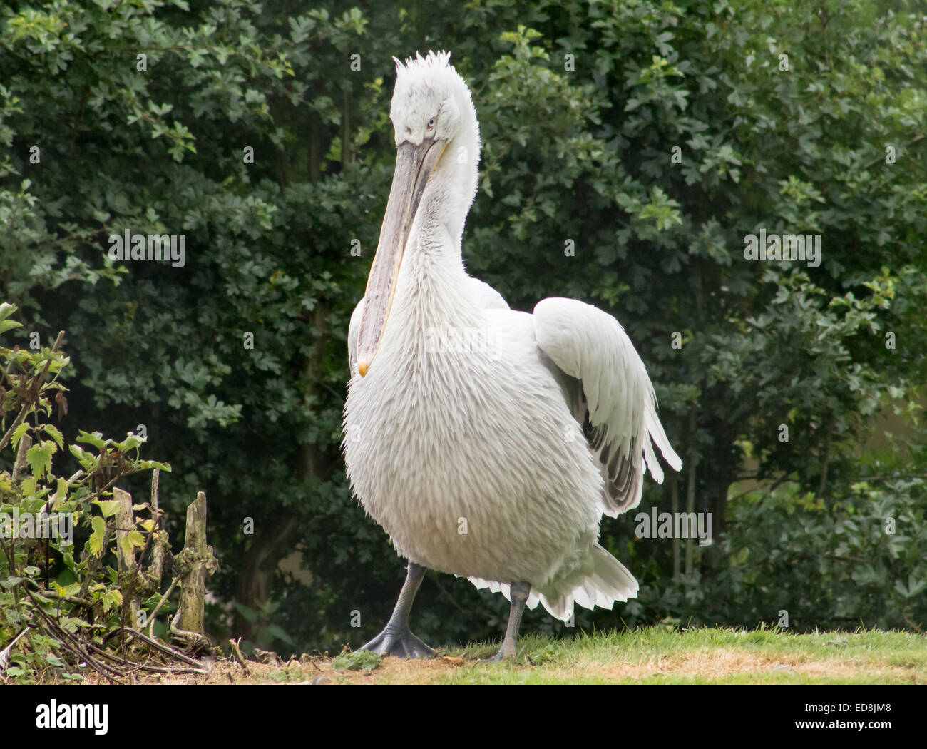 Dalmatian Pelican (Pelecanus Crispus) standing. Front view Stock Photo ...