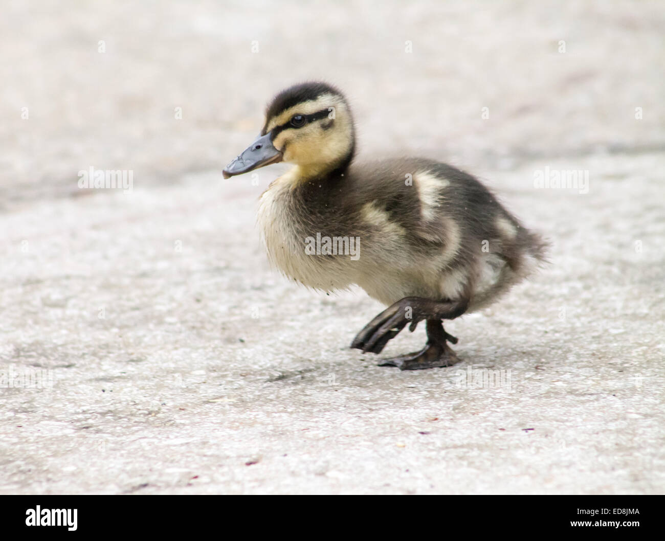 Baby Duck