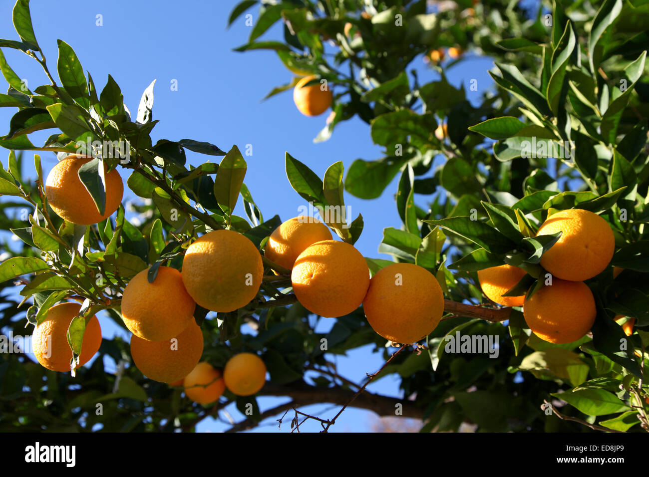 At Christmas time the Greeks harvest wonderful oranges which grow in ...