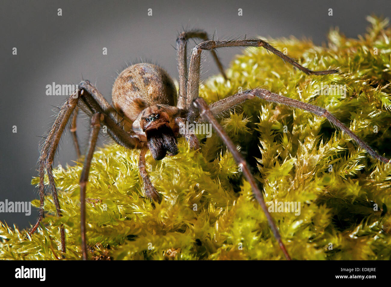 Spider on moss Stock Photo - Alamy