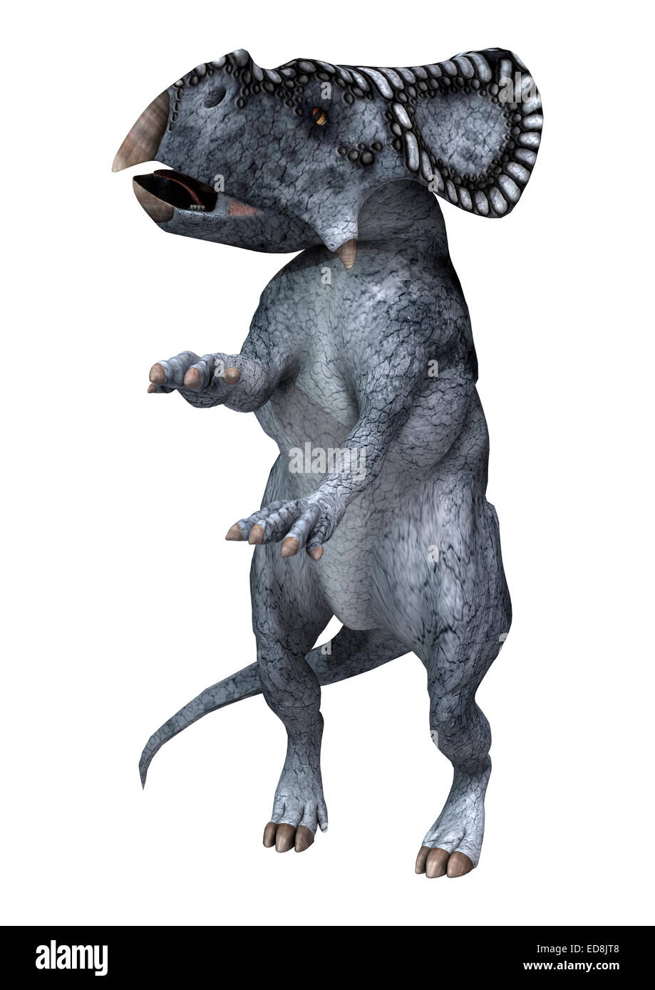 3D digital render of a dinosaur protoceratops isolated on white ...