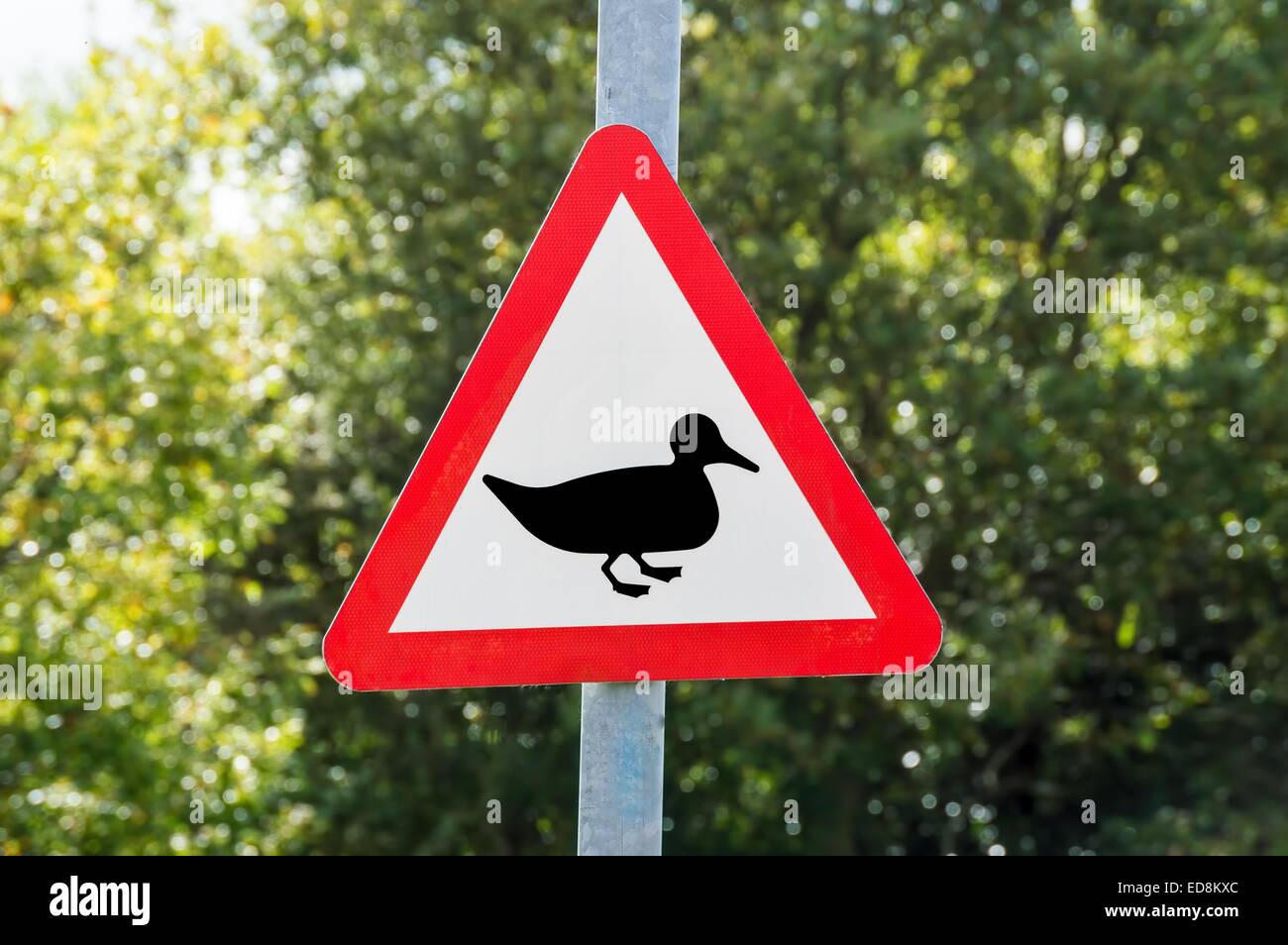Warning of Ducks road sign Stock Photo - Alamy