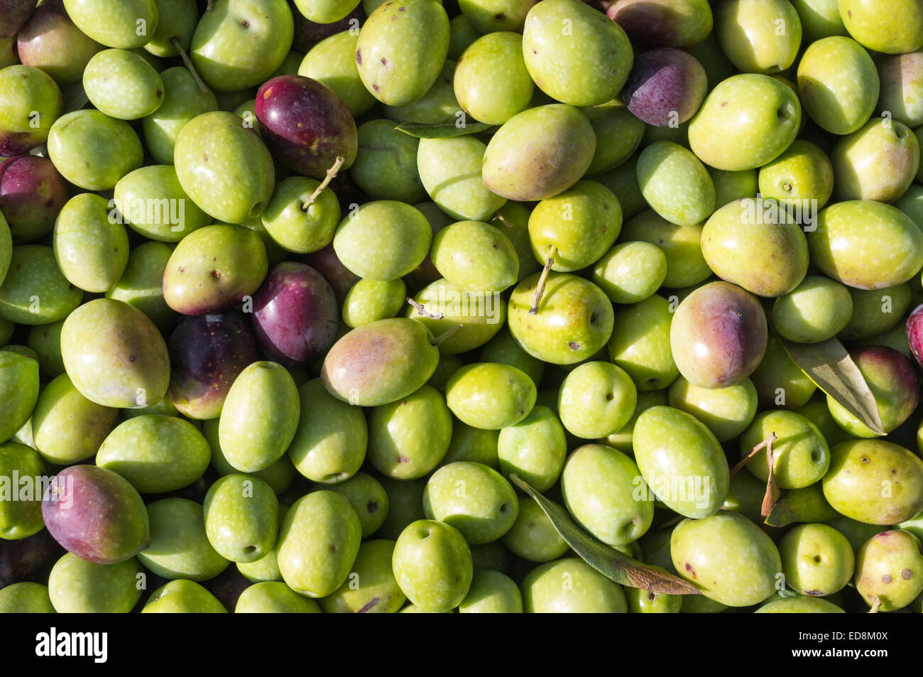 Photo taken during the autumn harvest of olives Stock Photo - Alamy