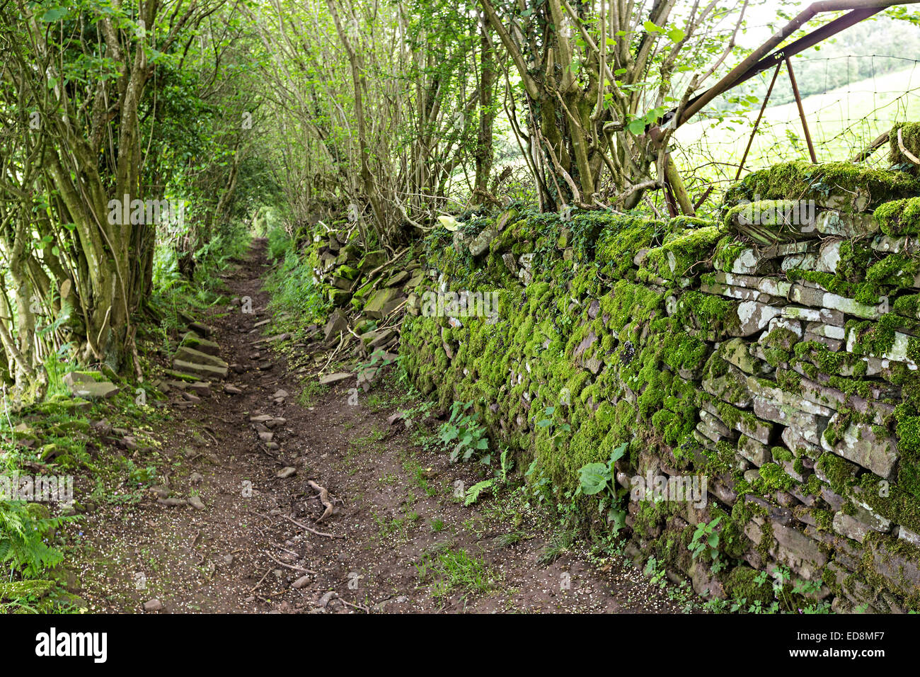 Welsh drovers hi-res stock photography and images - Alamy