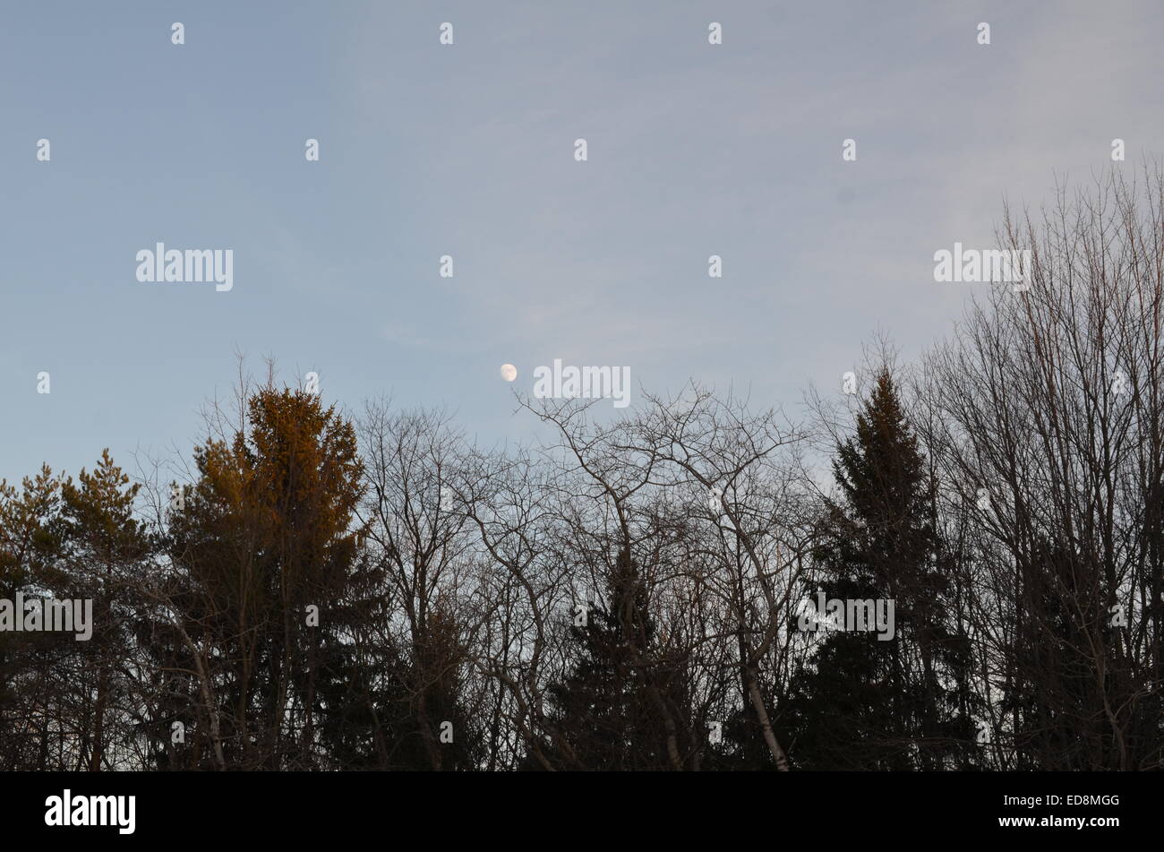 moon above trees Stock Photo - Alamy