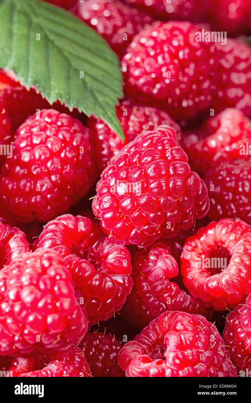 Vertical close up image of fresh Raspberries with focus on center berry ...