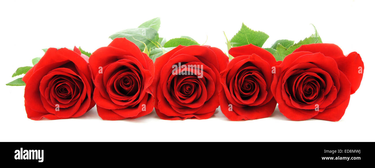 Beautiful red roses arranged as a horizontal border over white Stock ...