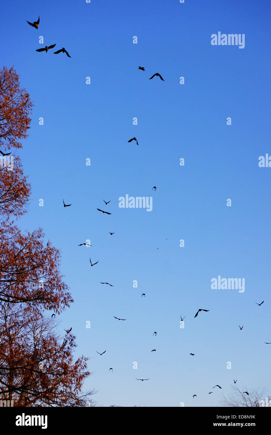 Birds flying away together Stock Photo - Alamy