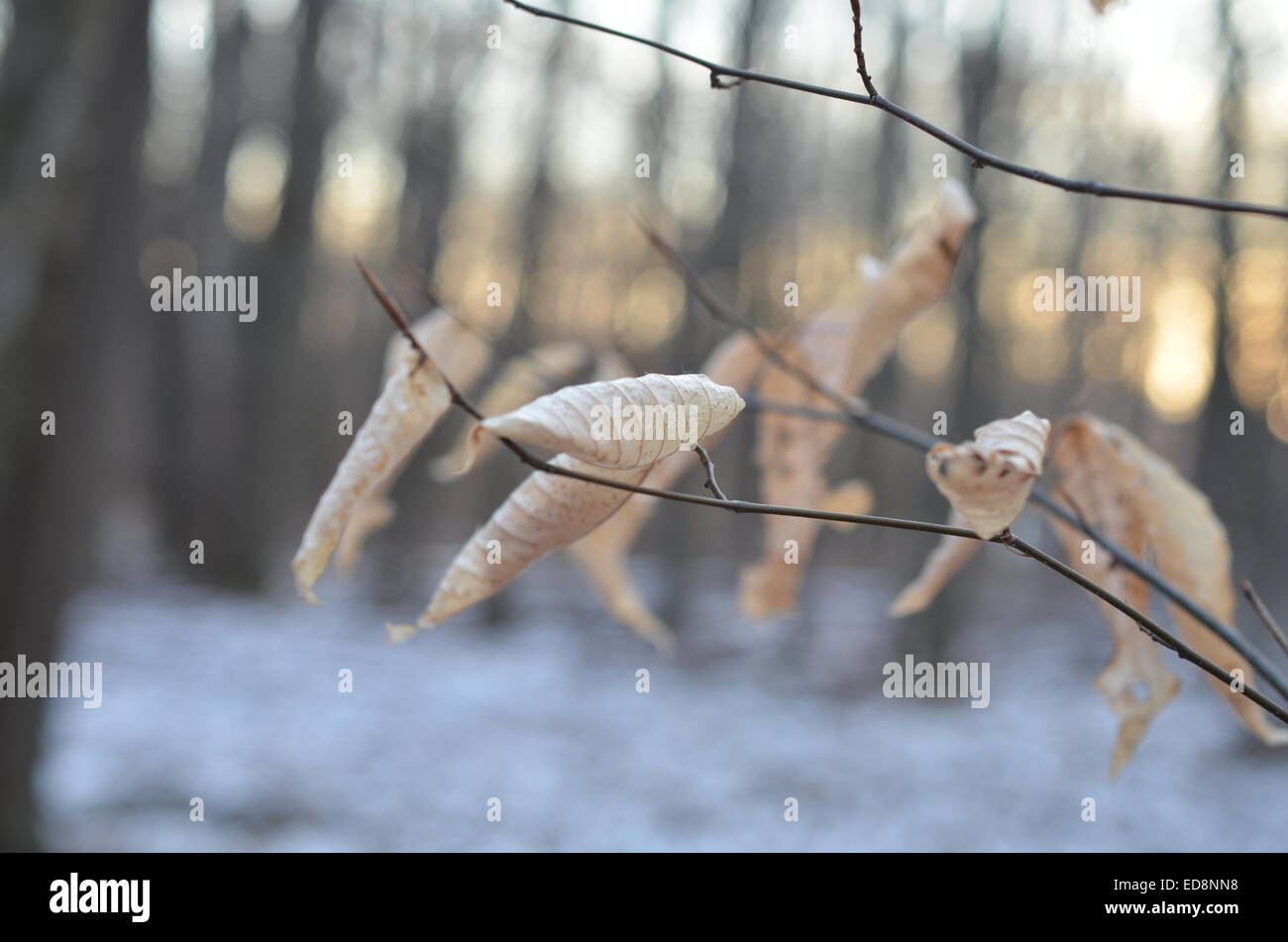 Twigs of forest leaves hi-res stock photography and images - Alamy