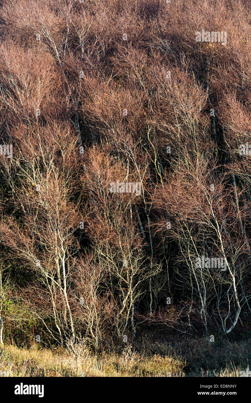 Birch Trees In Winter High Resolution Stock Photography and Images - Alamy