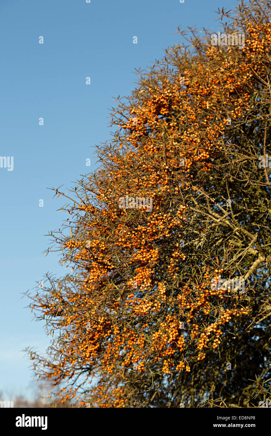 Buckthorn tree hi-res stock photography and images - Alamy