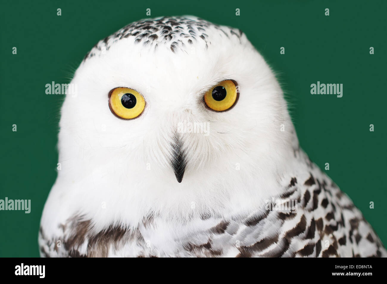 closeup of snow owl with nature background Stock Photo - Alamy
