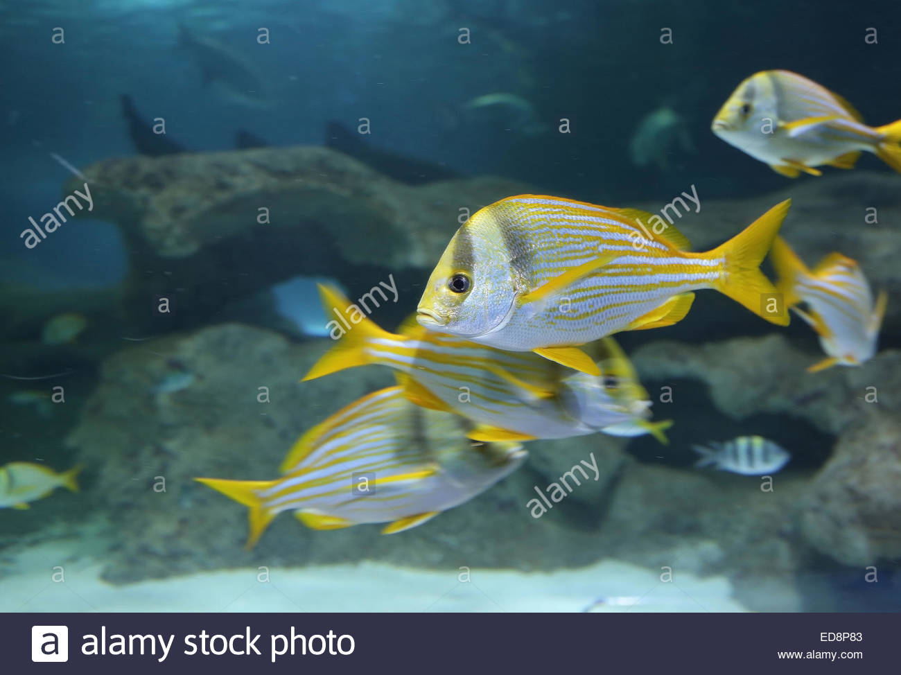 Golden Trevally High Resolution Stock Photography and Images - Alamy