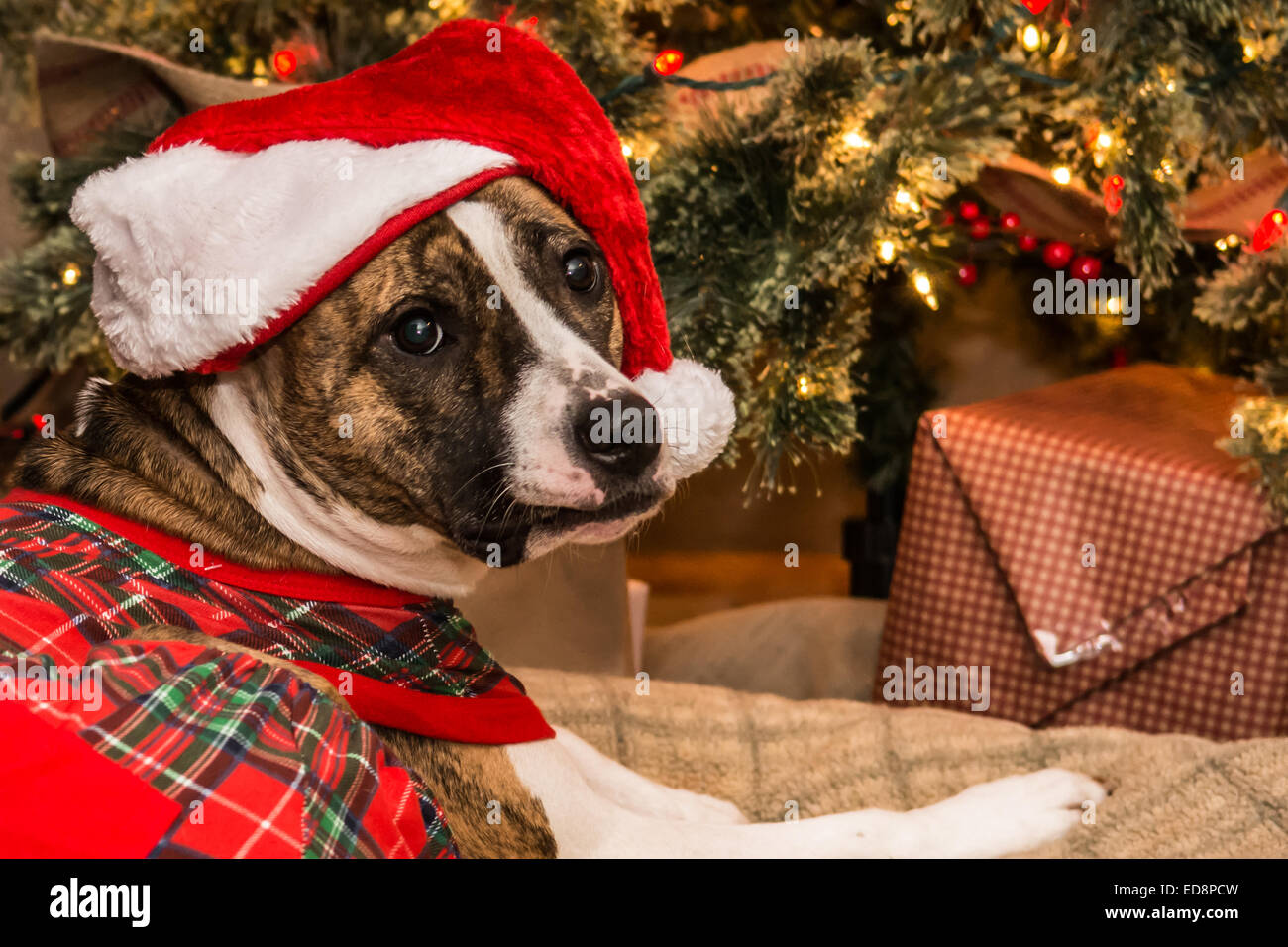 Waiting for Santa Stock Photo - Alamy