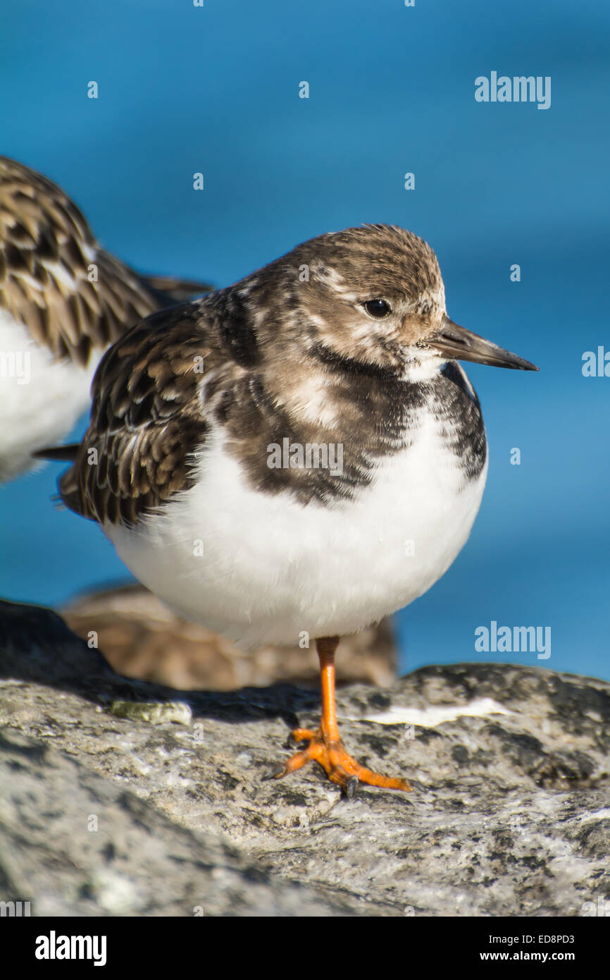 Turnstone winter plumage hi-res stock photography and images - Alamy