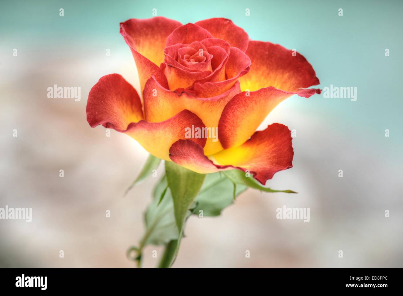 Rose timeless hi-res stock photography and images - Alamy