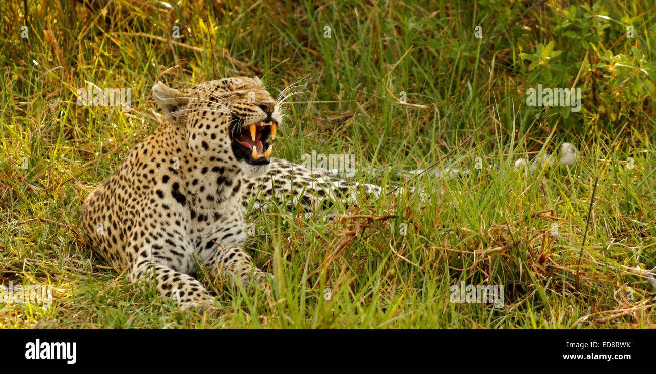 One of Africa's big five, a female leopard relaxing in the sunshine ...