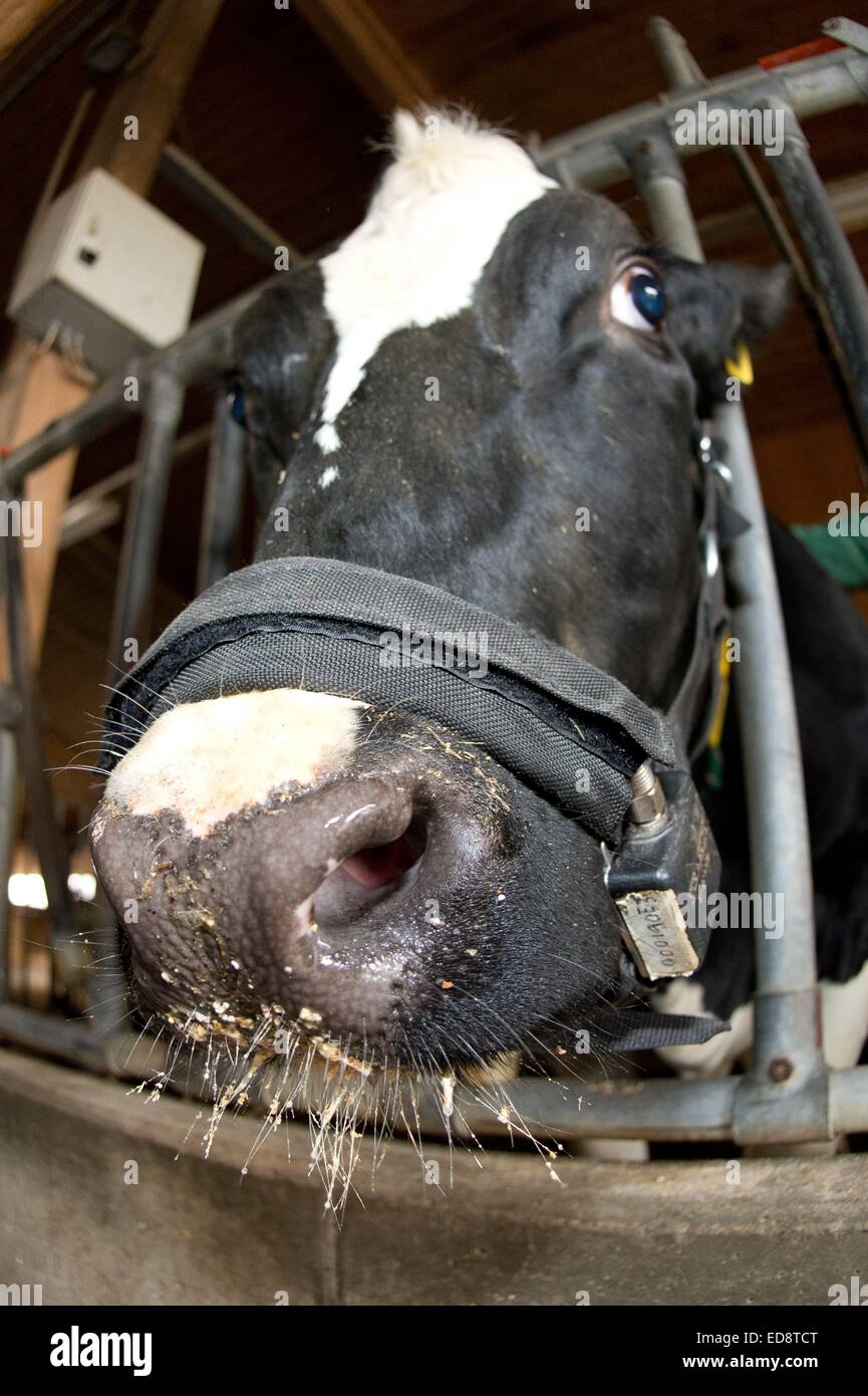 Sensor cow hi-res stock photography and images - Alamy