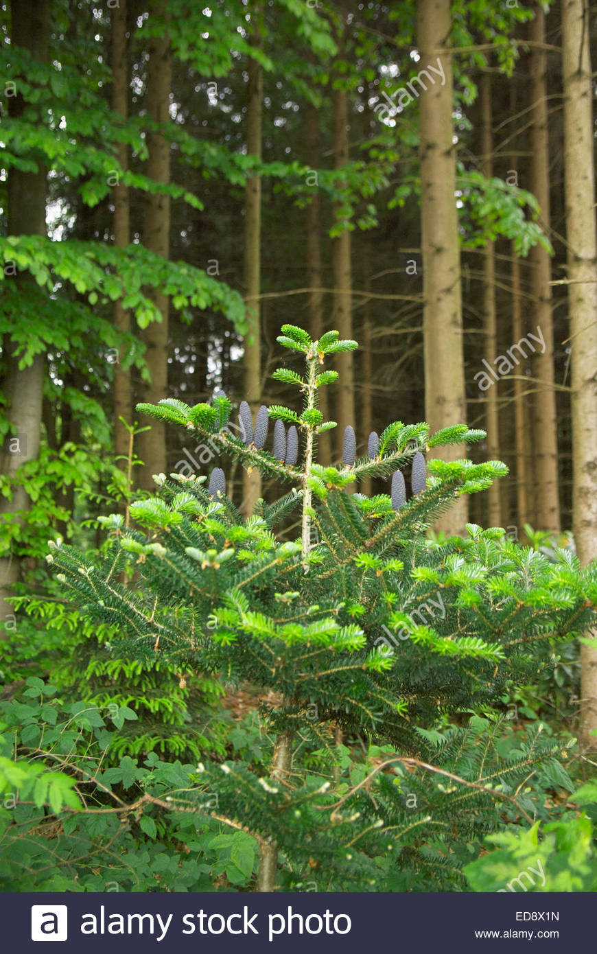 Naturpark Noerdlicher Teutoburger Wald High Resolution Stock ...