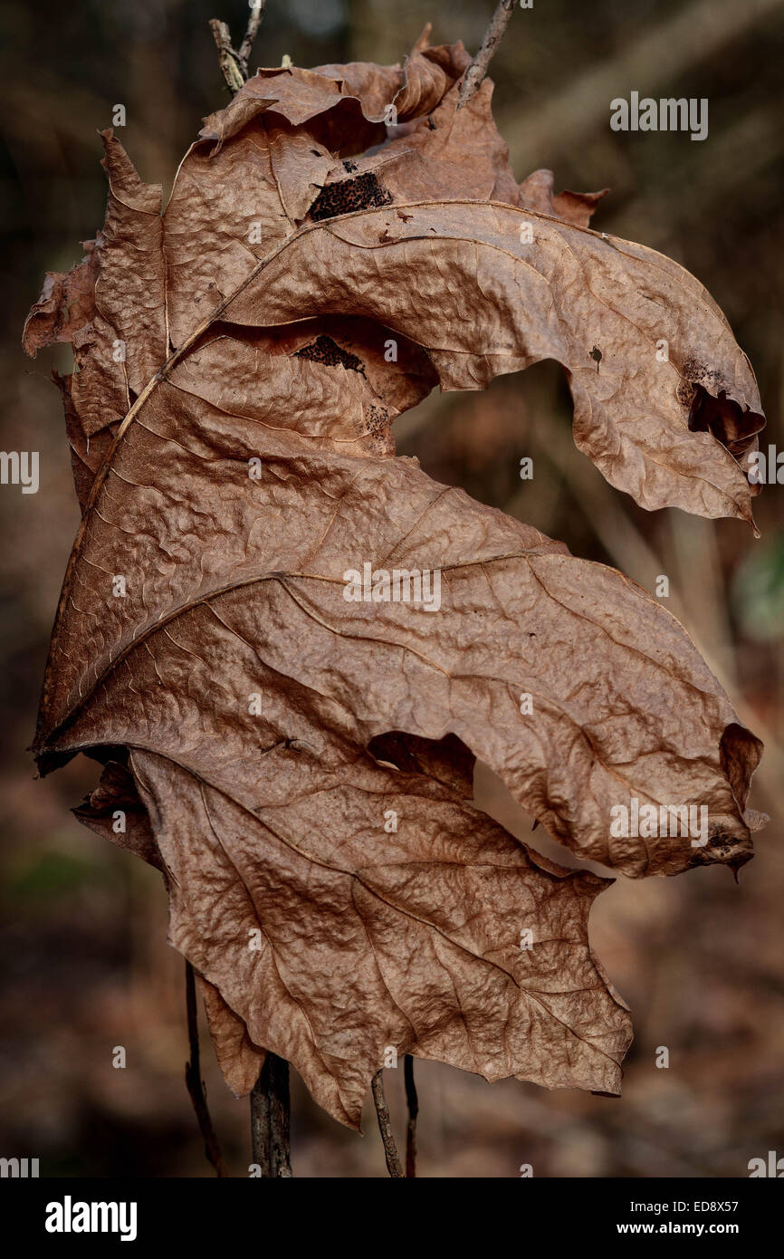 Wilted leaf texture hi-res stock photography and images - Alamy