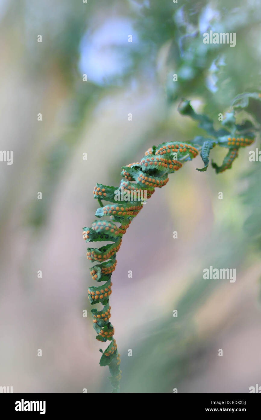 Curly fern leaf hi-res stock photography and images - Alamy