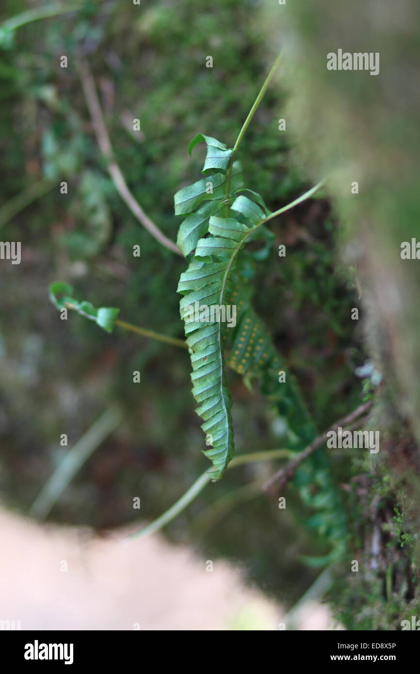 Curly fern leaf hi-res stock photography and images - Alamy