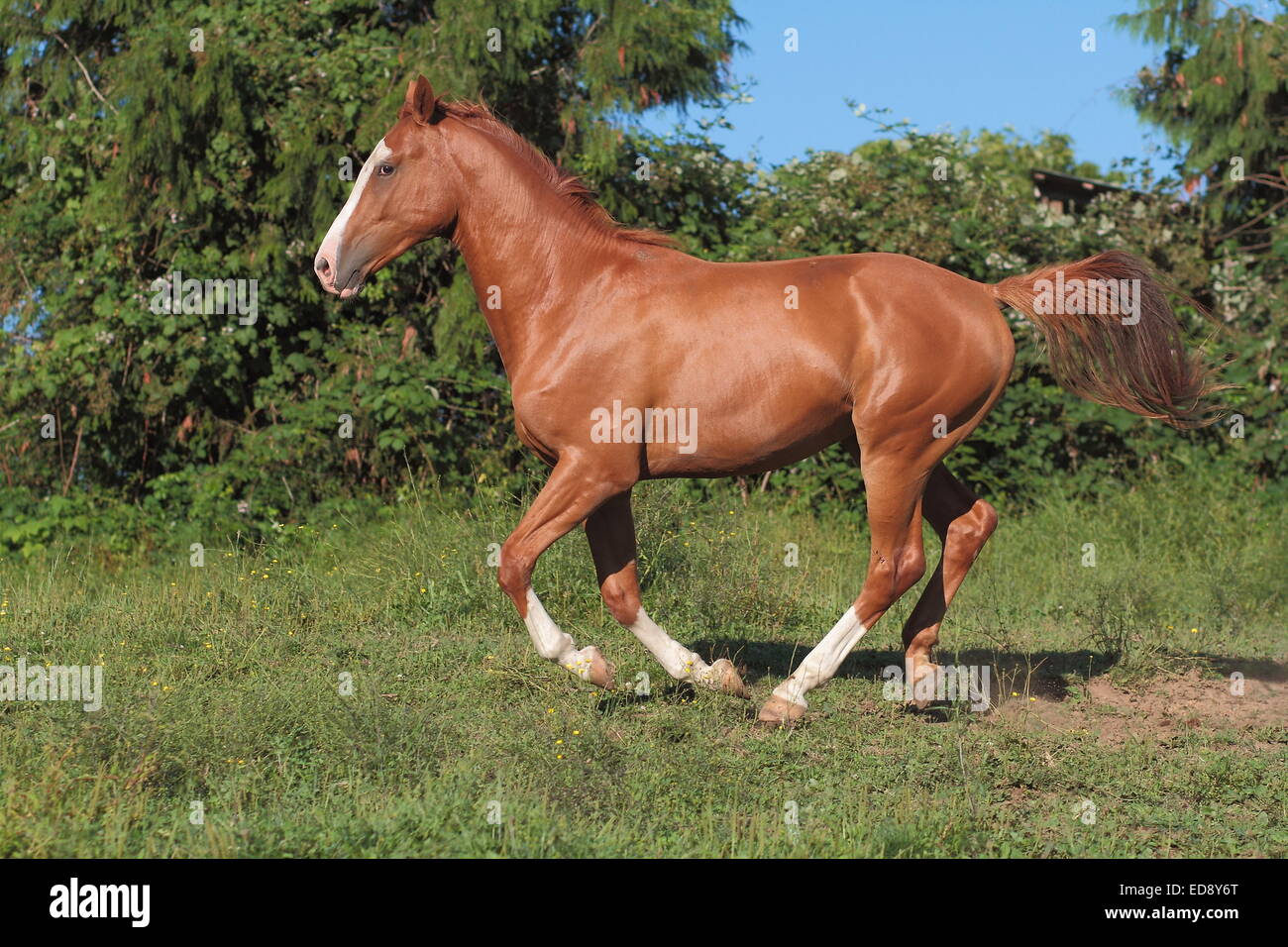 Stallion High Resolution Stock Photography and Images - Alamy
