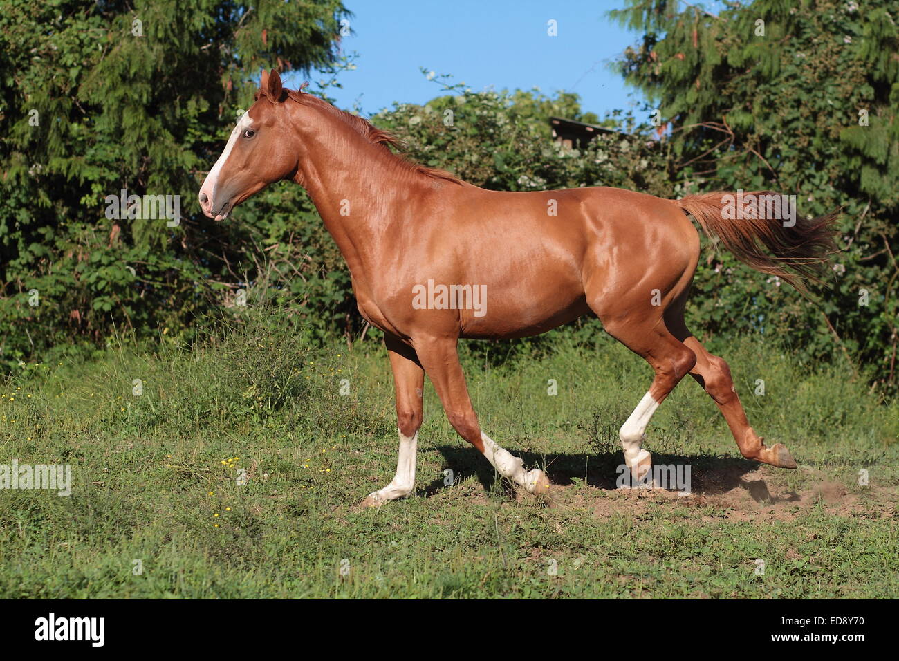 Strong stallion hi-res stock photography and images - Alamy
