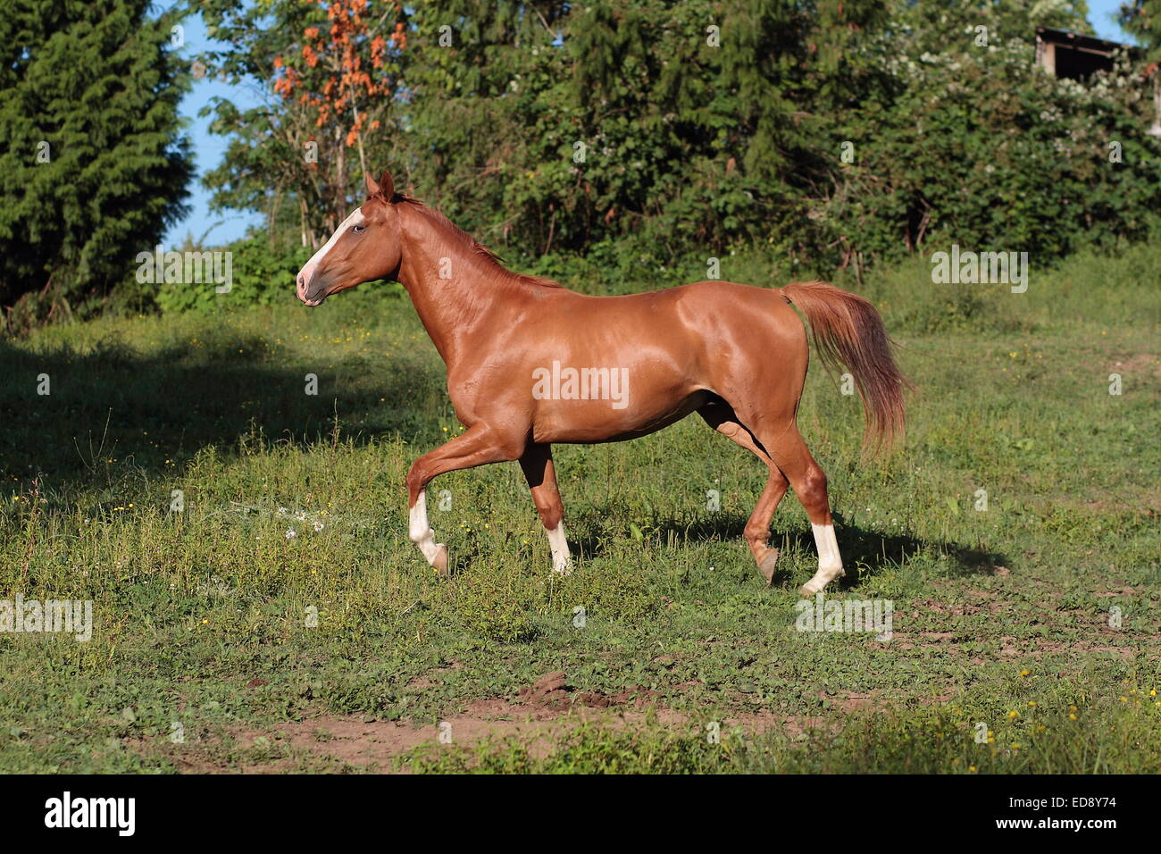 Quarter Horse Stallions Running