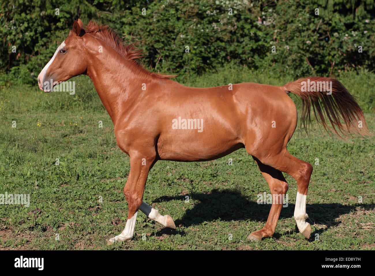 Stallion stud male hi-res stock photography and images - Alamy