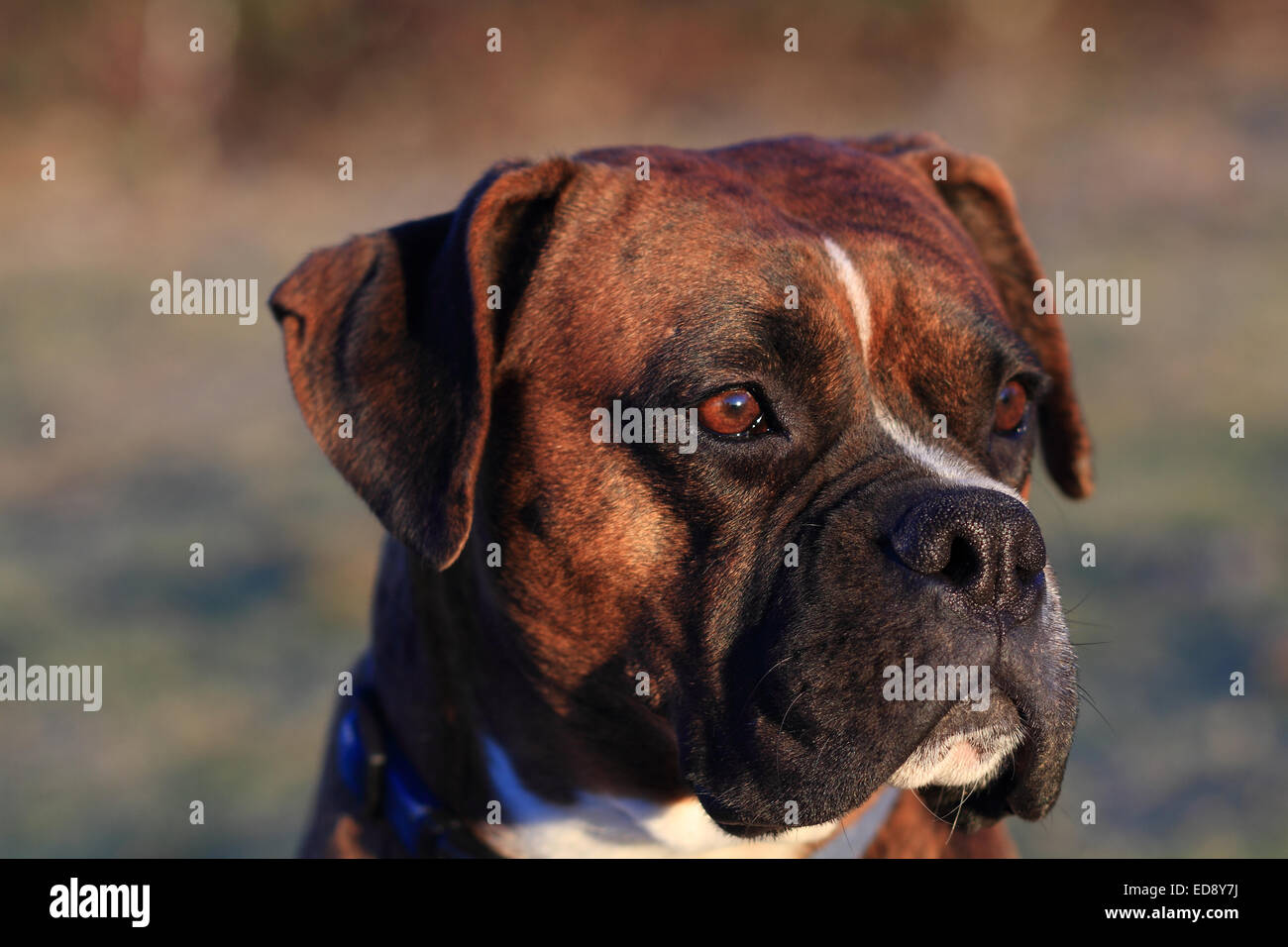 Boxer Dog Portrait Stock Photo - Alamy