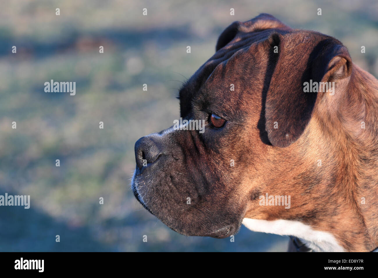 Pure Bread Dog High Resolution Stock Photography and Images - Alamy