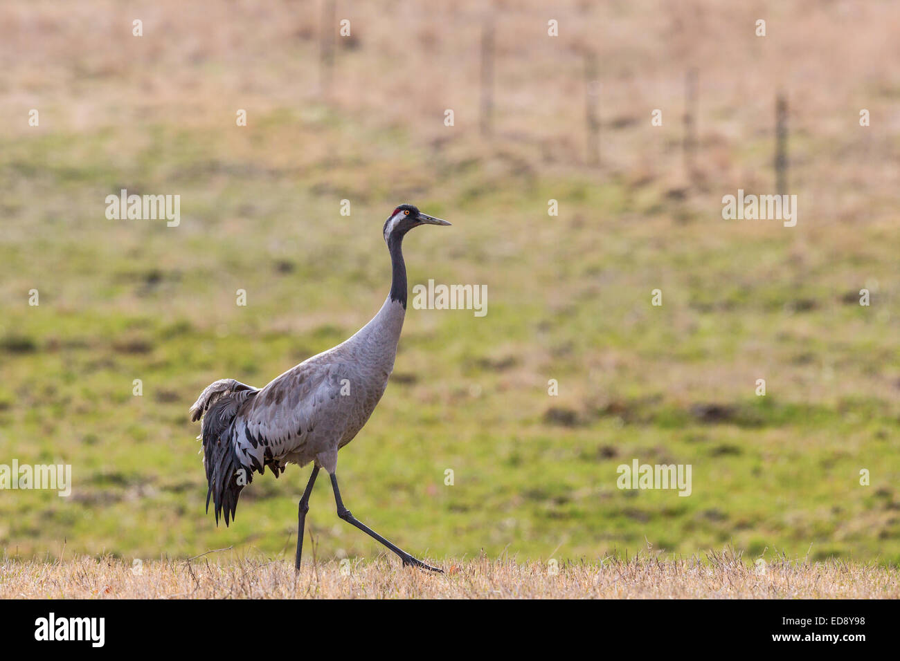 Crane on a field at spring Stock Photo - Alamy