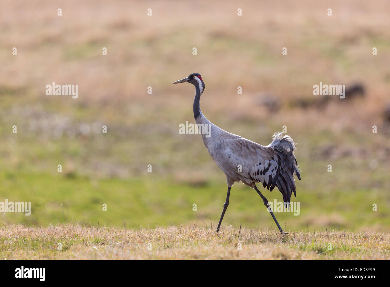 Crane bird hi-res stock photography and images - Alamy