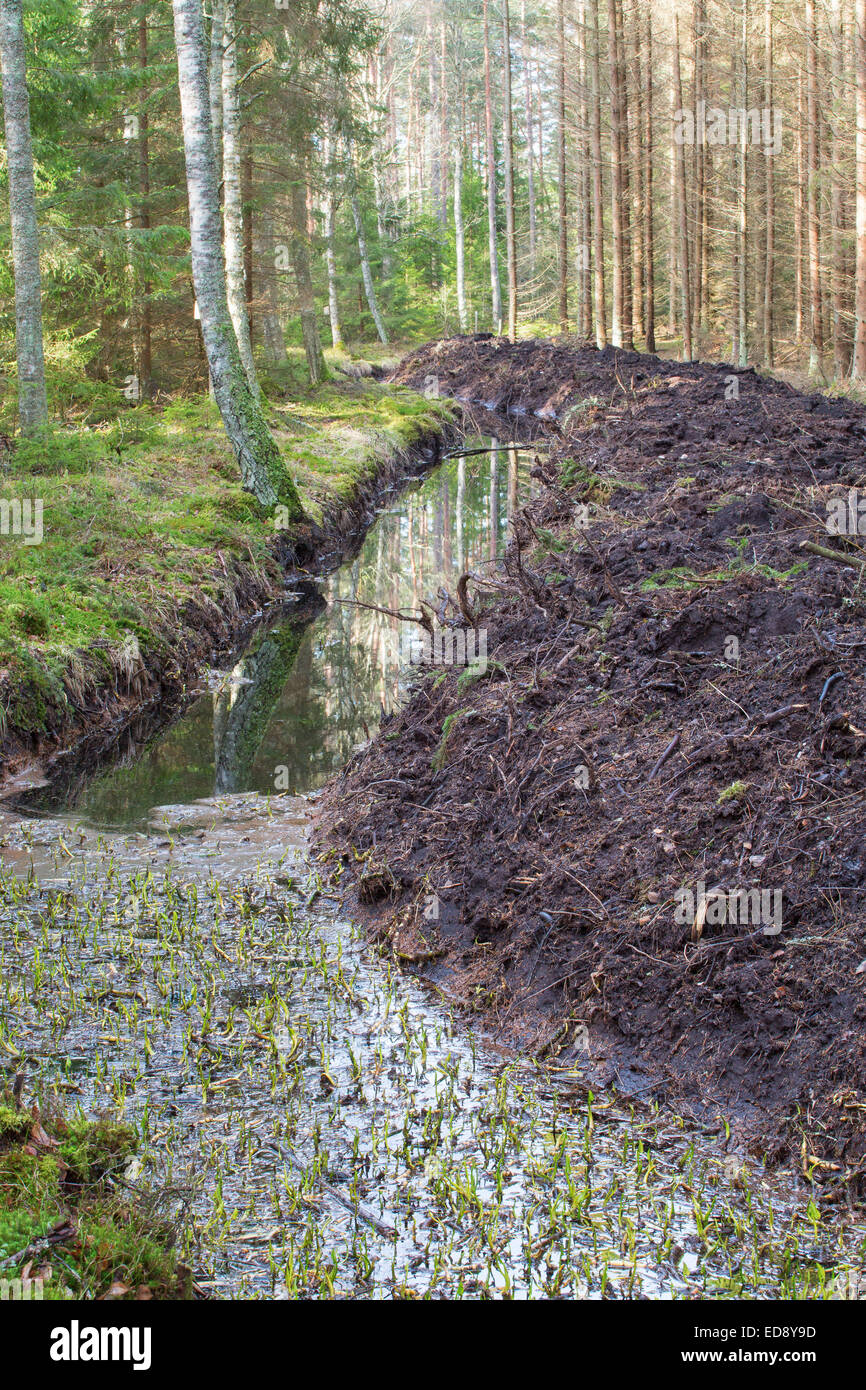 New digging drainage ditches in the woods Stock Photo - Alamy