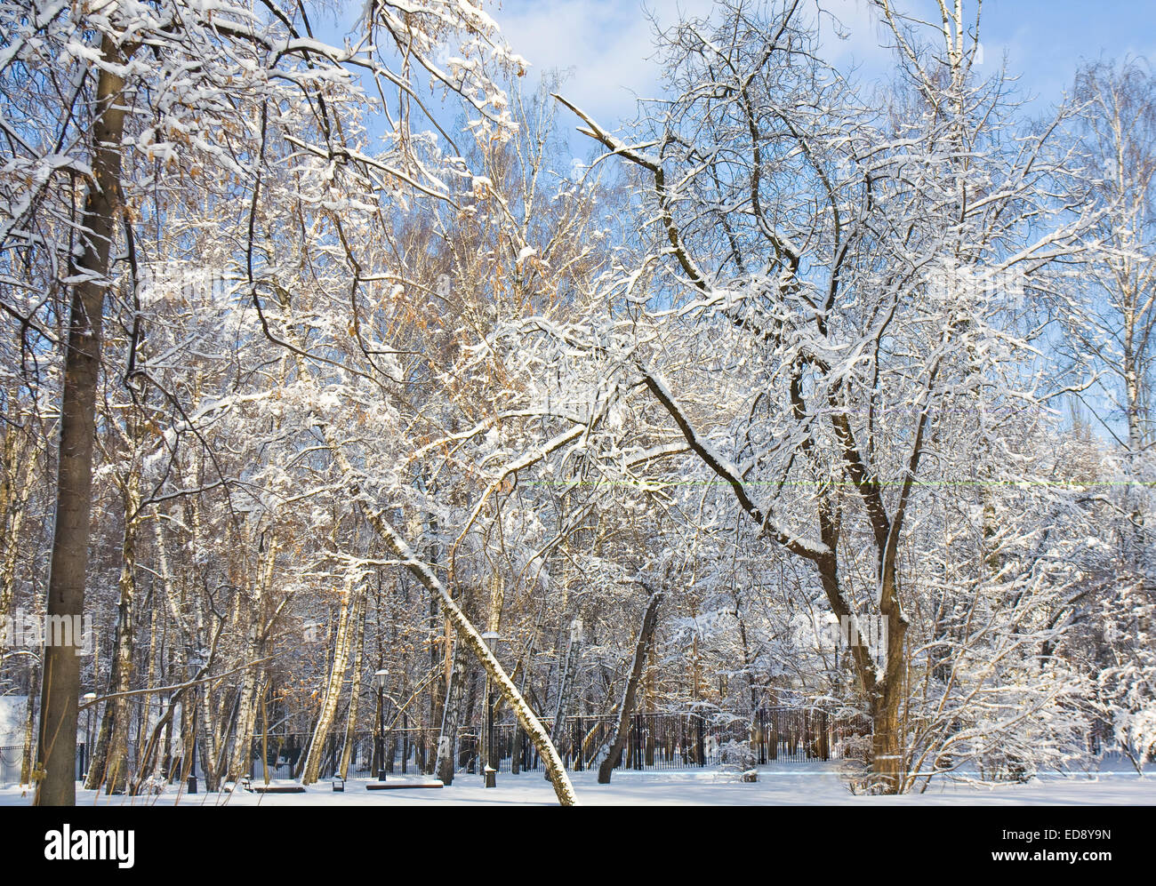 Winter landscape - park with big trees with branches in snow in sunny ...