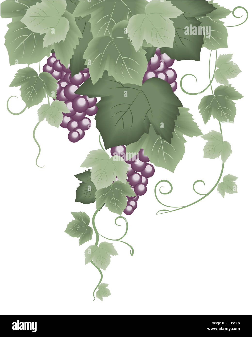 Vine with grapes Stock Photo - Alamy