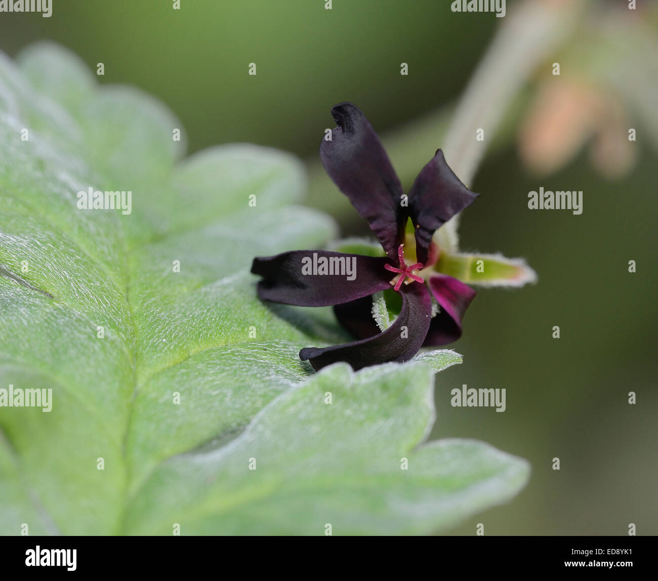 South African Geranium - Pelargonium sidoides medicinal plant native to ...