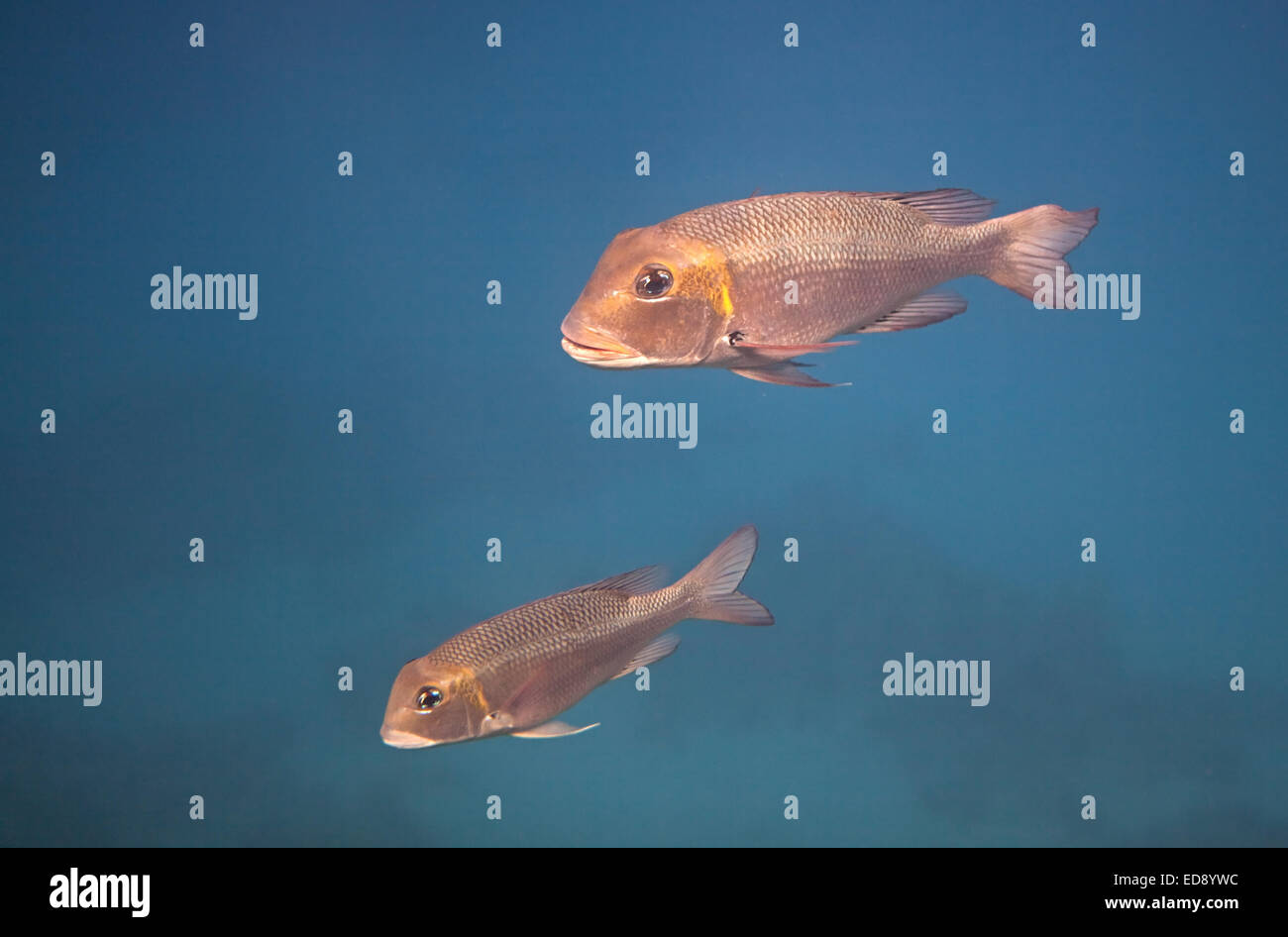 Big eye sea bream hi-res stock photography and images - Alamy