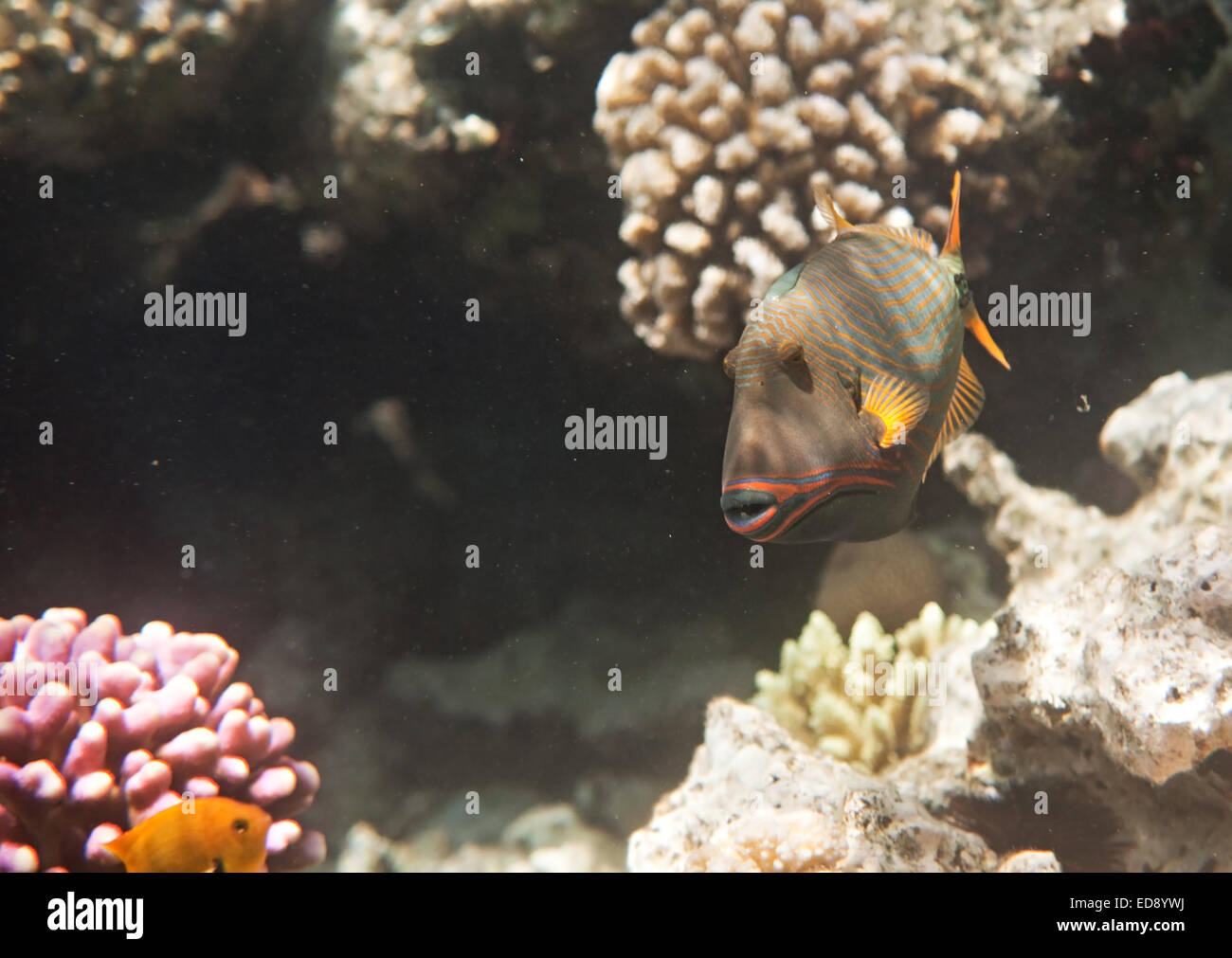 Orangelined triggerfish hi-res stock photography and images - Alamy