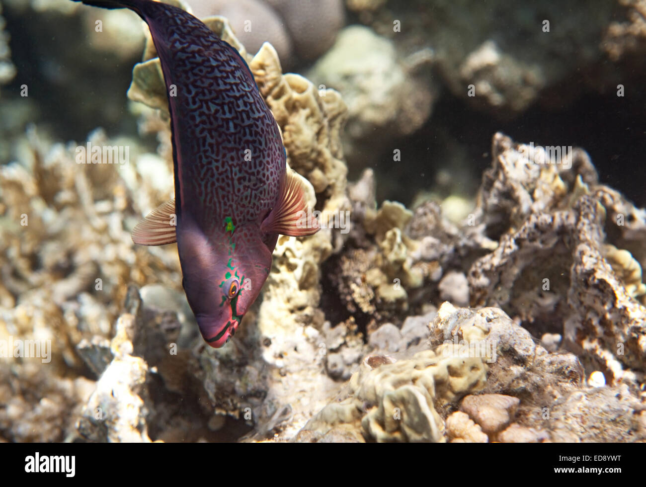 Dusky parrotfish hi-res stock photography and images - Alamy