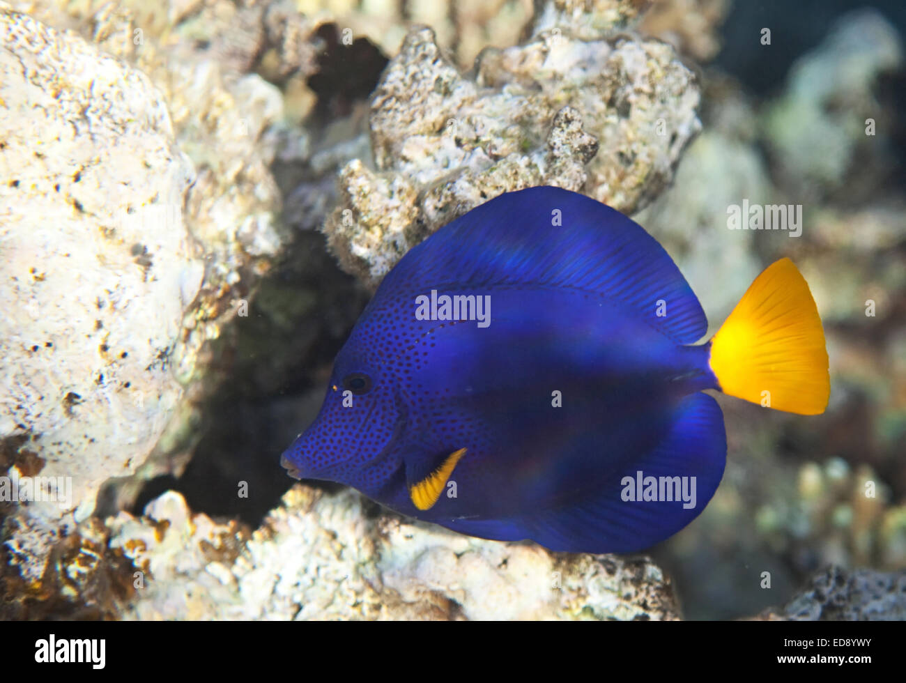 Yellowtail tang hi-res stock photography and images - Alamy