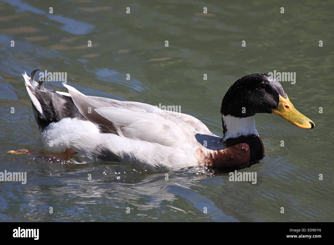 Usual wild duck Stock Photo - Alamy