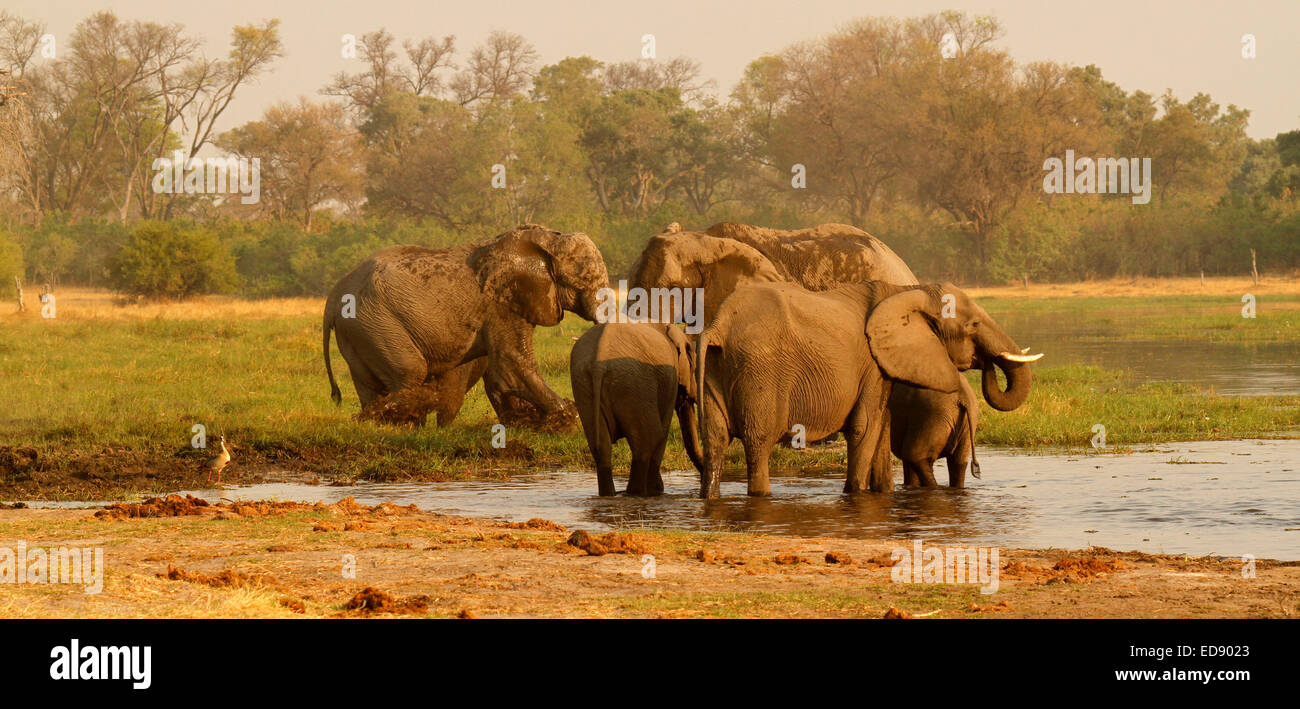 Huge African Elephant herd drinking bathing & splashing enjoying the ...