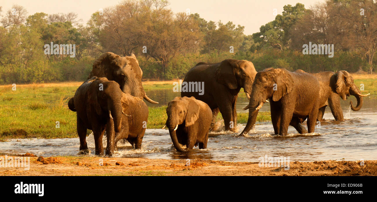 Huge African Elephant herd drinking bathing & splashing enjoying the ...